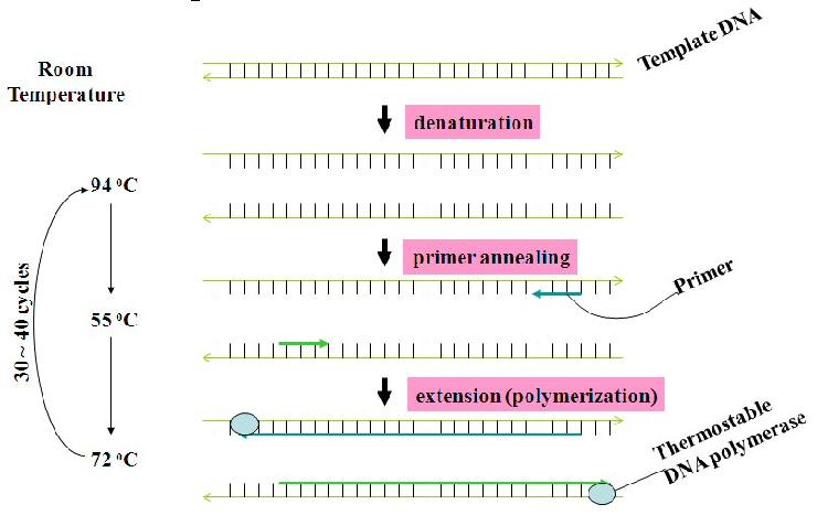 PCR 실험 Tip : 네이버 블로그