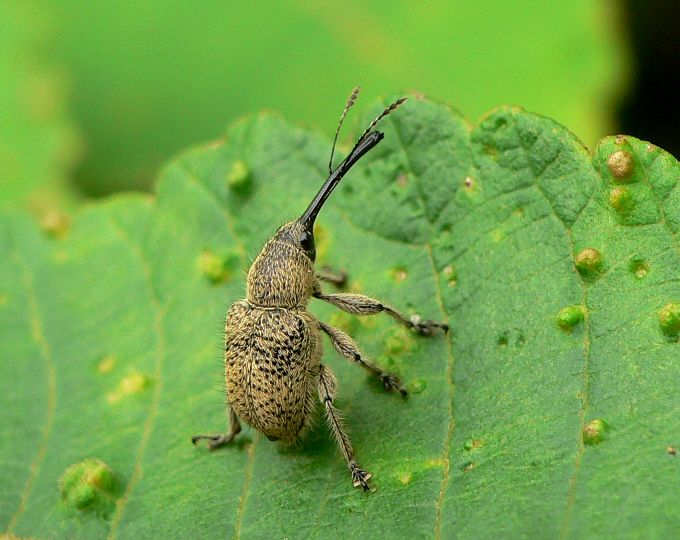 거위벌레[Chestnut leaf-cut-weevil] : 네이버 블로그