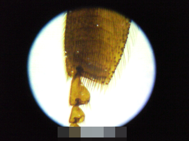 Kenko STV-451M 현미경을 휴대폰으로 관찰하기~ : 네이버 블로그