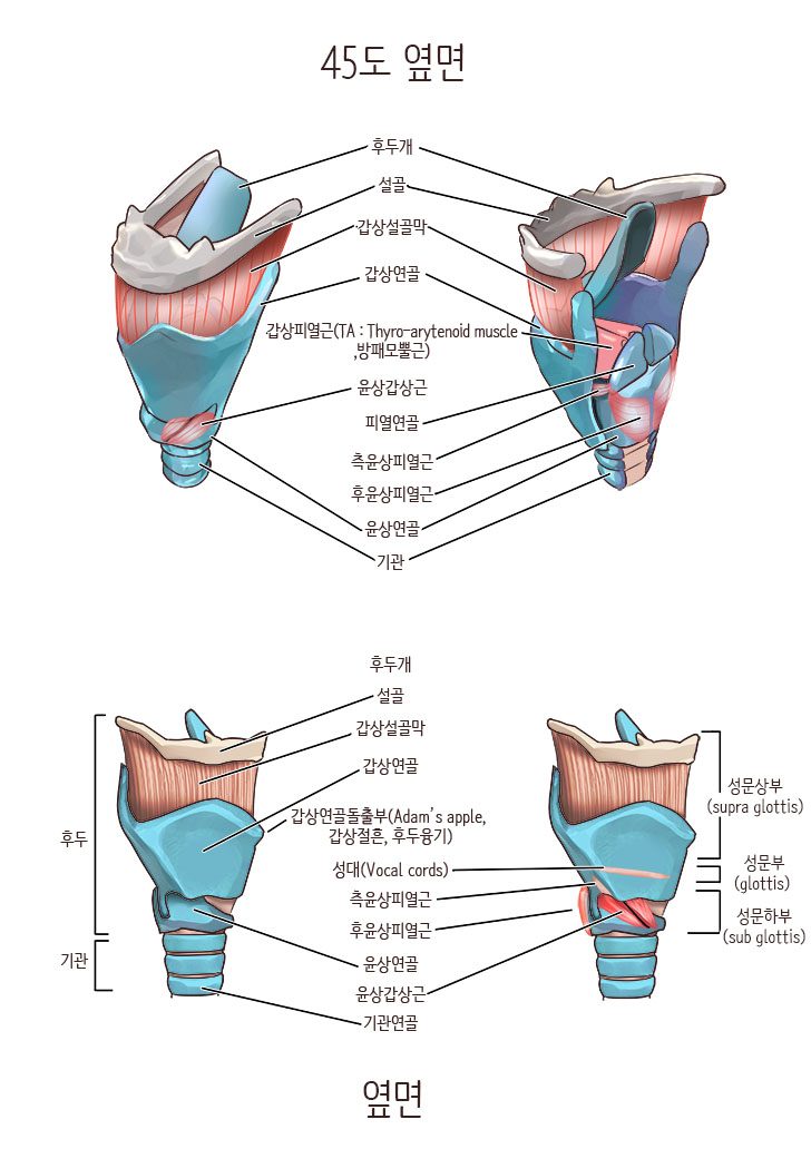서울 신림 보컬학원 Gvt 2 후두 And 성대의 구조 기능과 역할턱벌리기 메커니즘 네이버 블로그