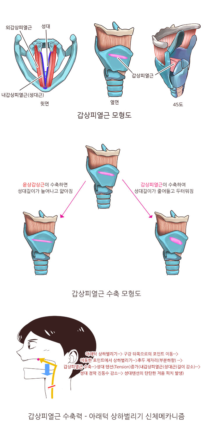서울 신림 보컬학원 Gvt 2 후두 And 성대의 구조 기능과 역할턱벌리기 메커니즘 네이버 블로그