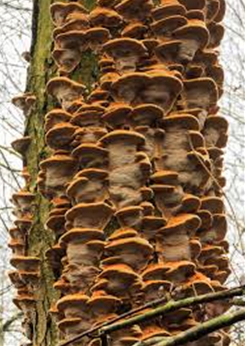 약용버섯 이야기(135): 시루뻔버섯(털시루뻔버섯) : 네이버 블로그