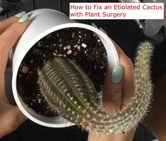 Word Smart Genius : How to fix an etiolated cactus? : 네이버 블로그