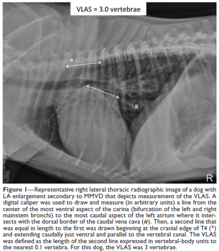 심비대 측정 - VHS (vertebra heart score, vertebral heart size), VLAS ...