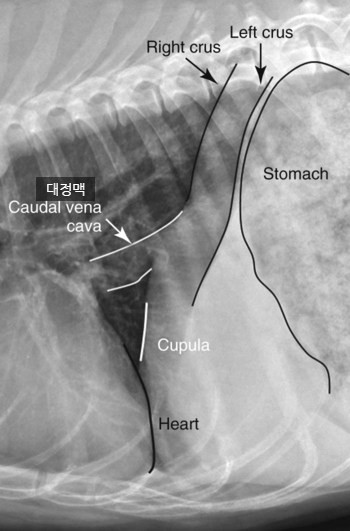 심비대 측정 - VHS (vertebra heart score, vertebral heart size), VLAS ...