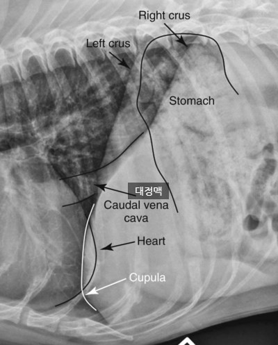 심비대 측정 - VHS (vertebra heart score, vertebral heart size), VLAS ...