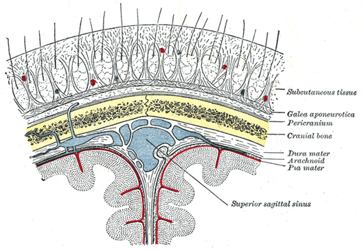 머리의 기본 해부학적 구조와 기능 : 네이버 블로그