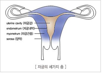 자궁의 해부학적 구조 : 네이버 블로그