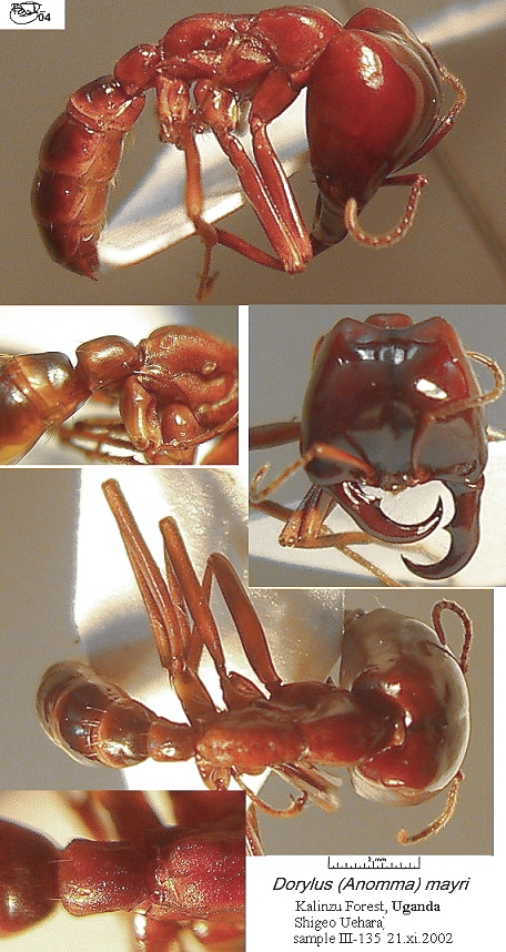마냥개미 - Dorylus mayri : 네이버 블로그