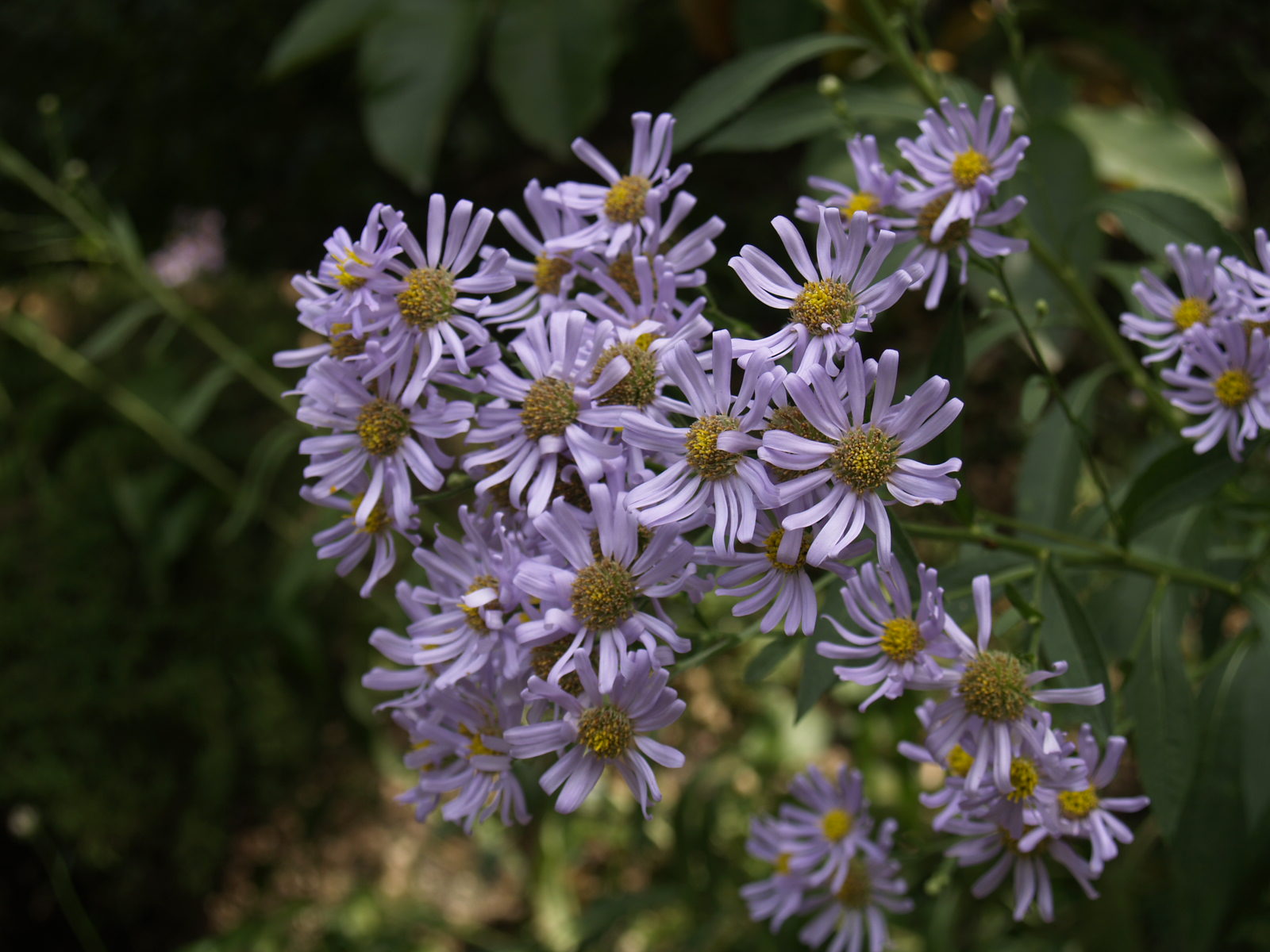[공유] 개미취[Aster tataricus L.] : 네이버 블로그