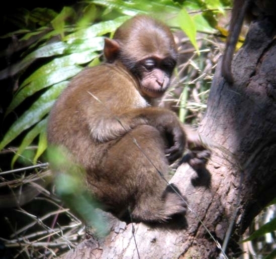마카크원숭이[Macaque]학명: Macaca sp. - 영장목(Primates) 긴꼬리원숭이과(Cercopithcidae ...