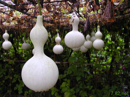 [펌]요나의 박넝쿨 : 네이버 블로그