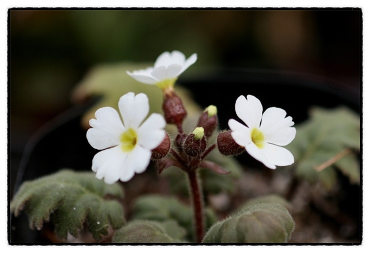 3월26일의 탄생화(Primrose) 앵초(흰색)의 꽃말과 전설 : 네이버 블로그